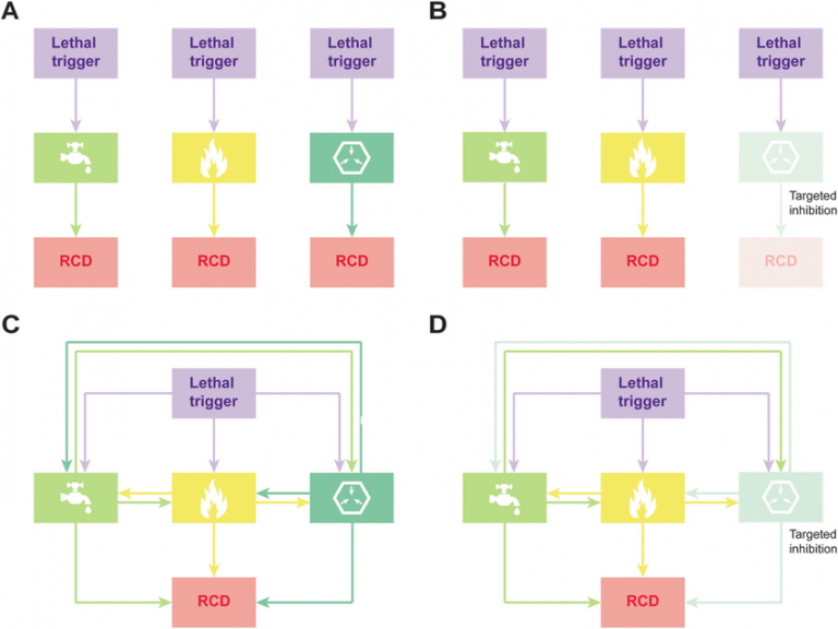 Molecular mechanisms of cell death: recommendations of the Nomenclature ...