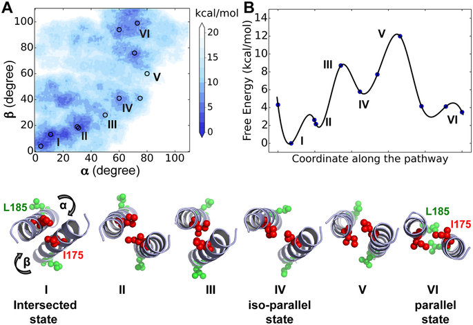 Conformational Heterogeneity of Bax Helix 9 Dimer for Apoptotic Pore ...