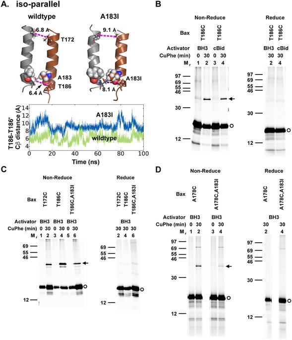 Conformational Heterogeneity of Bax Helix 9 Dimer for Apoptotic Pore ...